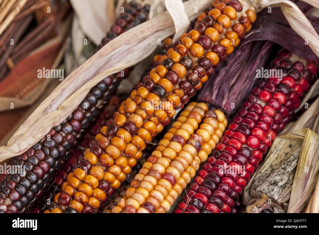 Maize corn texture field background hi-res stock photography and images ...