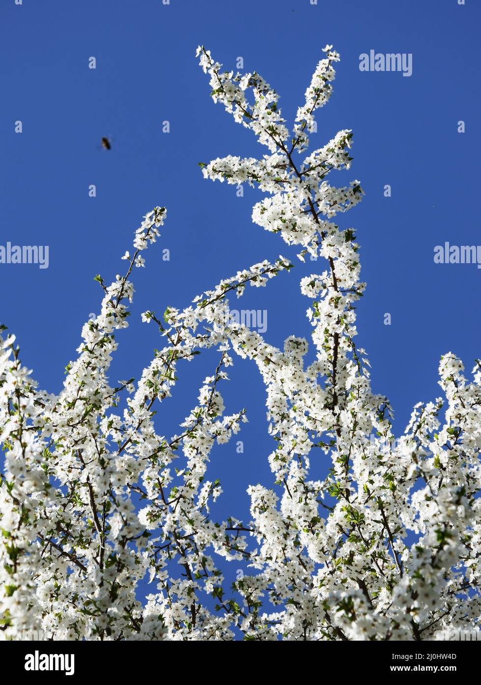 Photo of the top of a beautiful cherry blossom tree Stock Photo - Alamy