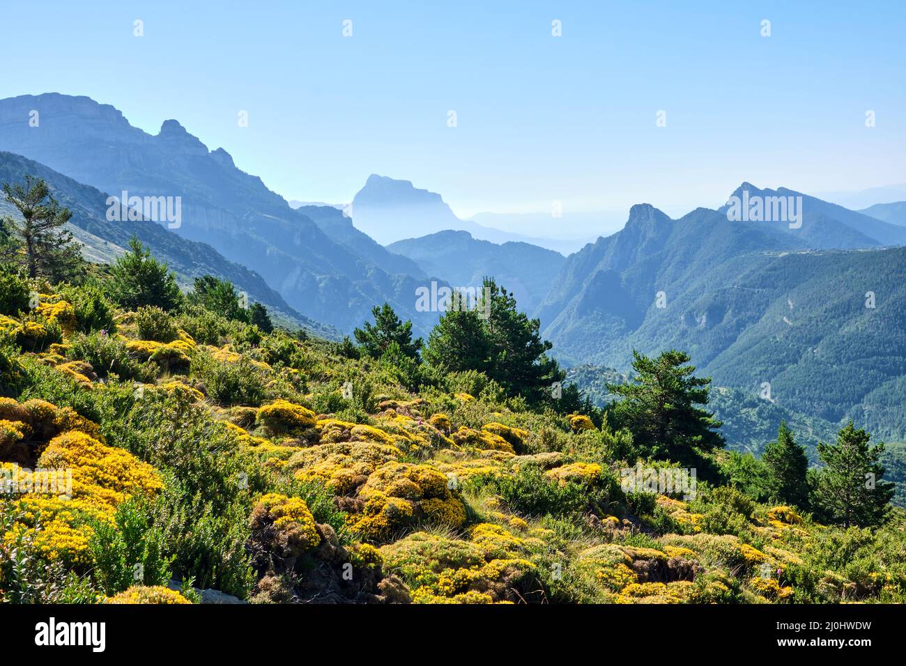 Beautiful landscape in the spanish Pyrenees with flowering yellow gorse ...