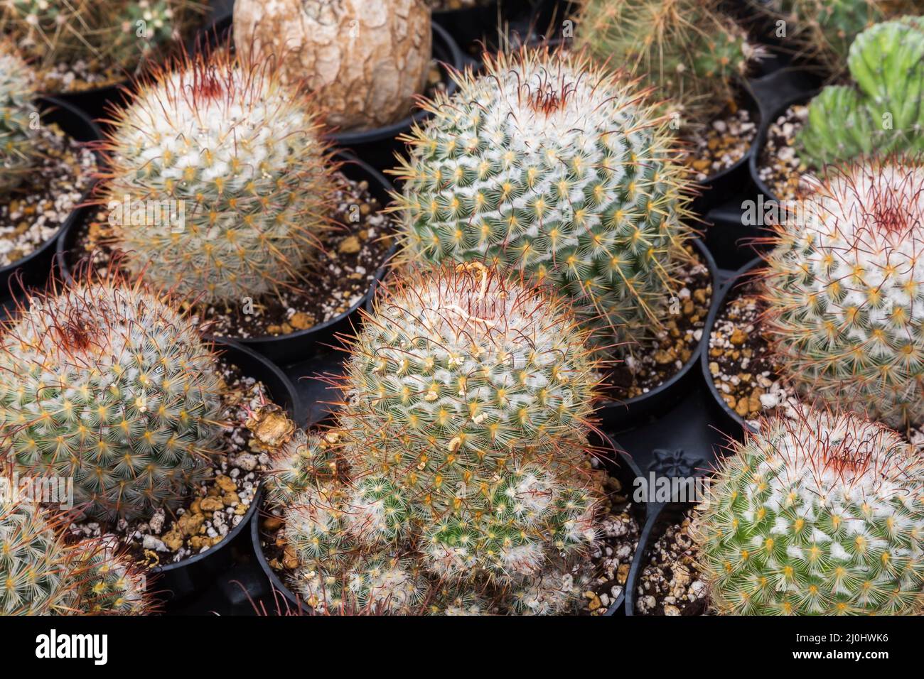 Plants in sphere hi-res stock photography and images - Alamy