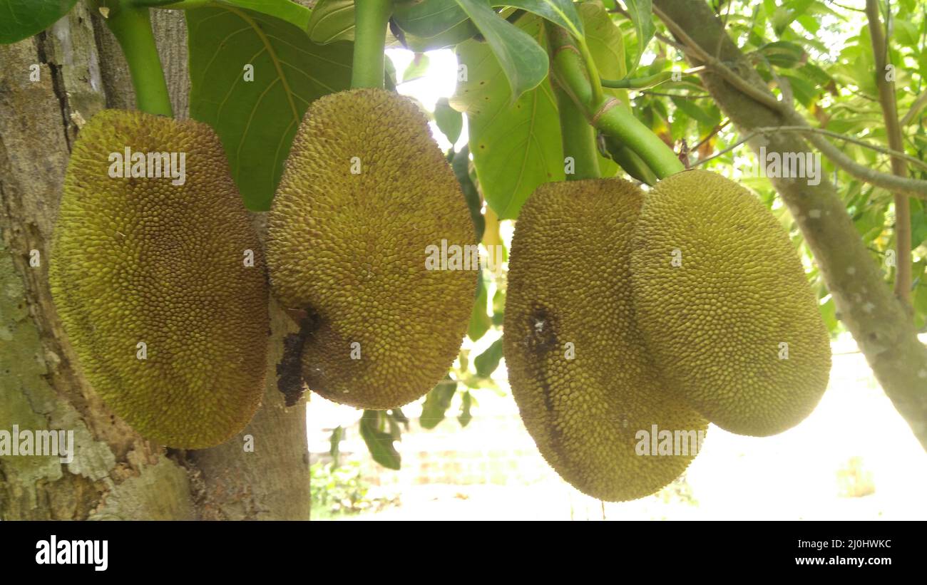 Closeup jack fruit tree hi-res stock photography and images - Alamy