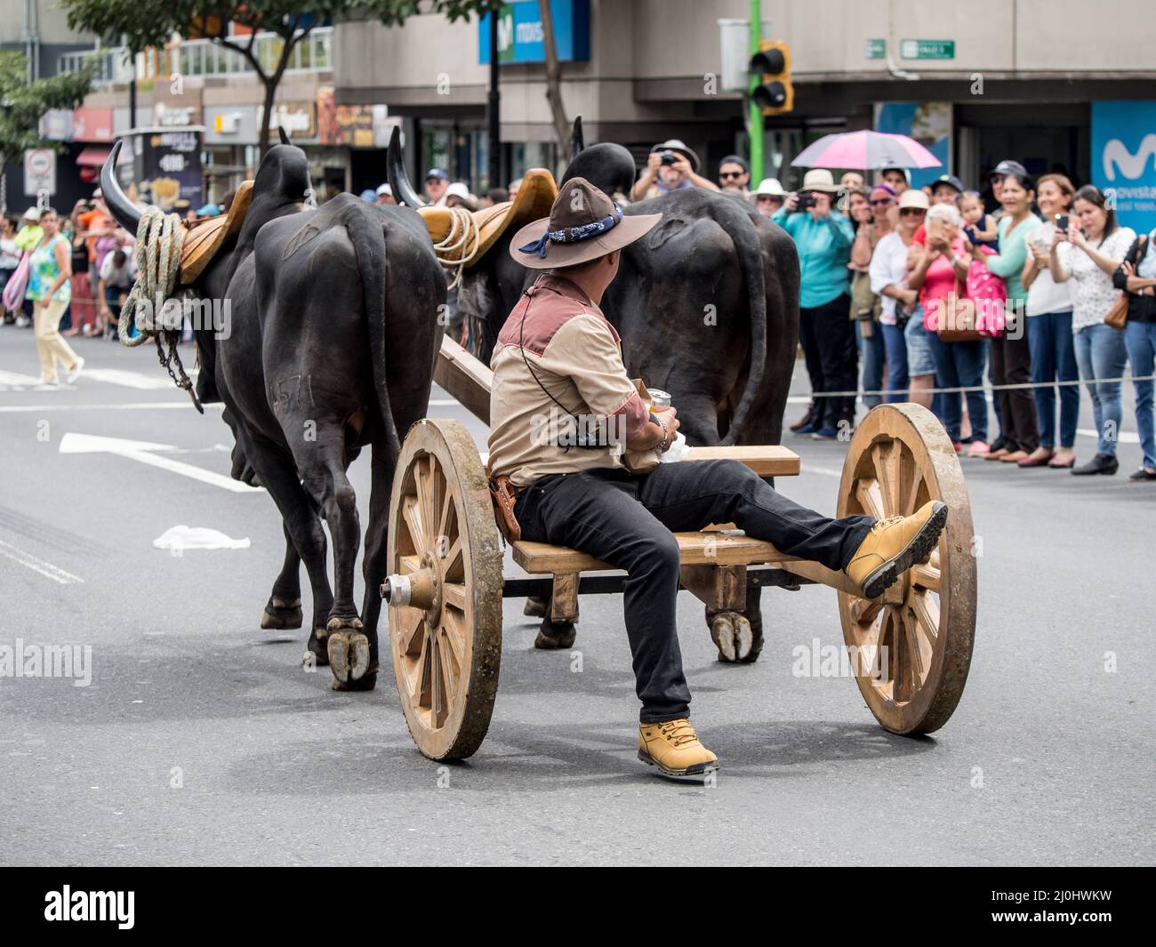 Man riding in an ox drawn cart in the traditional ox cart parade in San ...