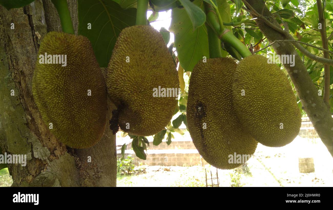 Young jack tree hi-res stock photography and images - Alamy