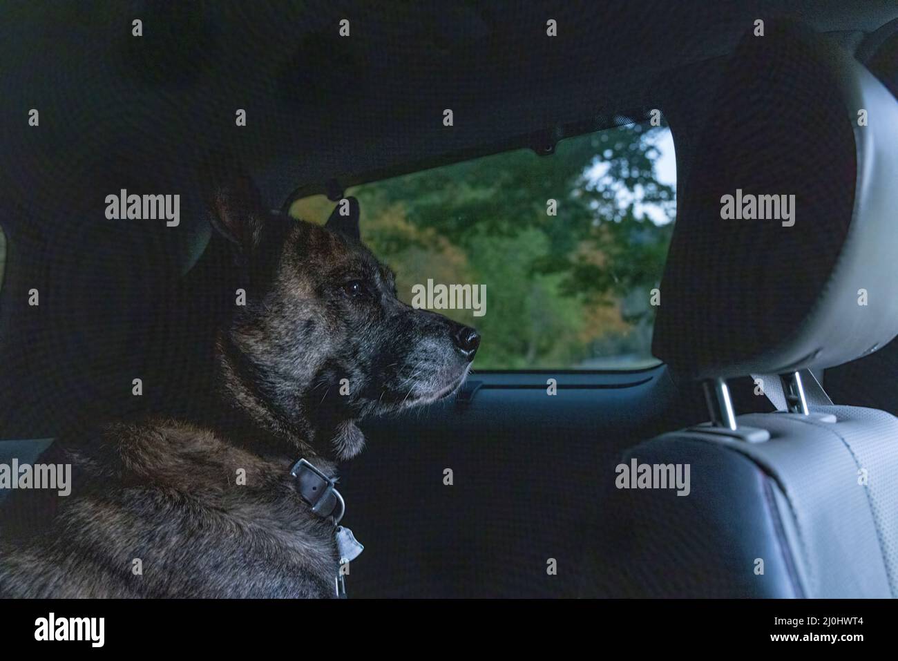 brindle brown dog sitting going on an adventure Stock Photo - Alamy