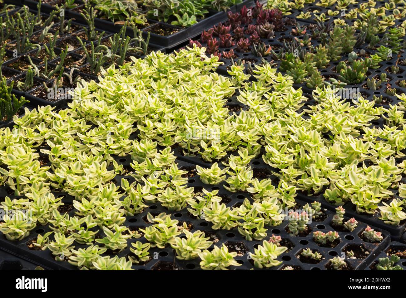 Variegated succulent plants growing in containers inside commercial ...