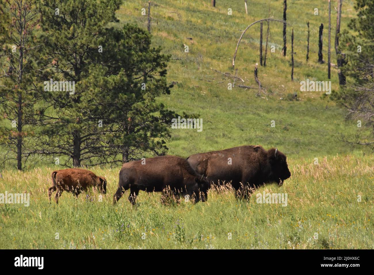 Trio of migrating American bison grazing in the summer time Stock Photo ...
