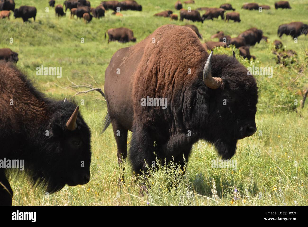 Migrating bison herd hi-res stock photography and images - Alamy