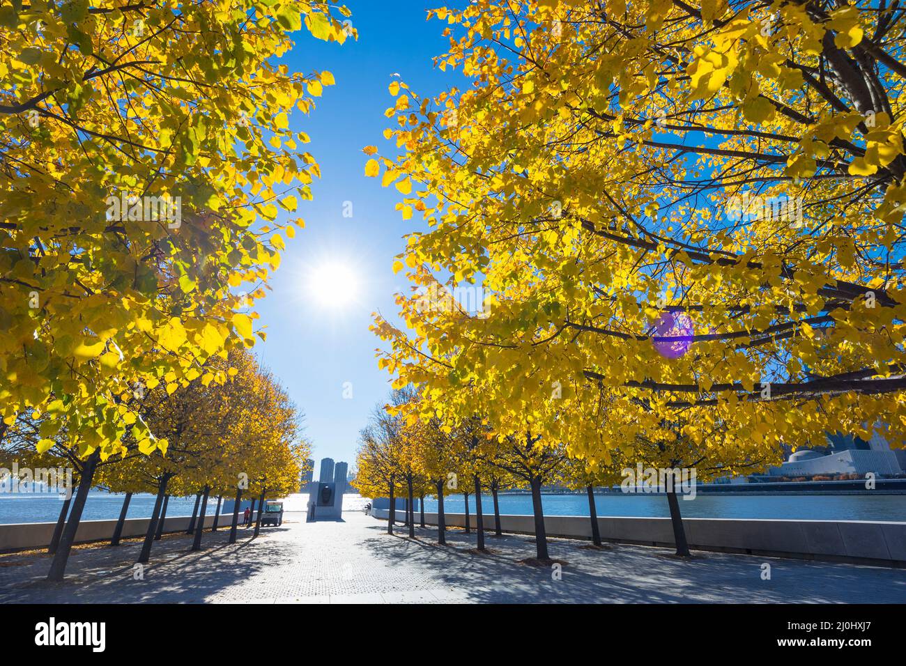 Autumn sunlight illuminates the rows of autumnal leaf color trees in ...