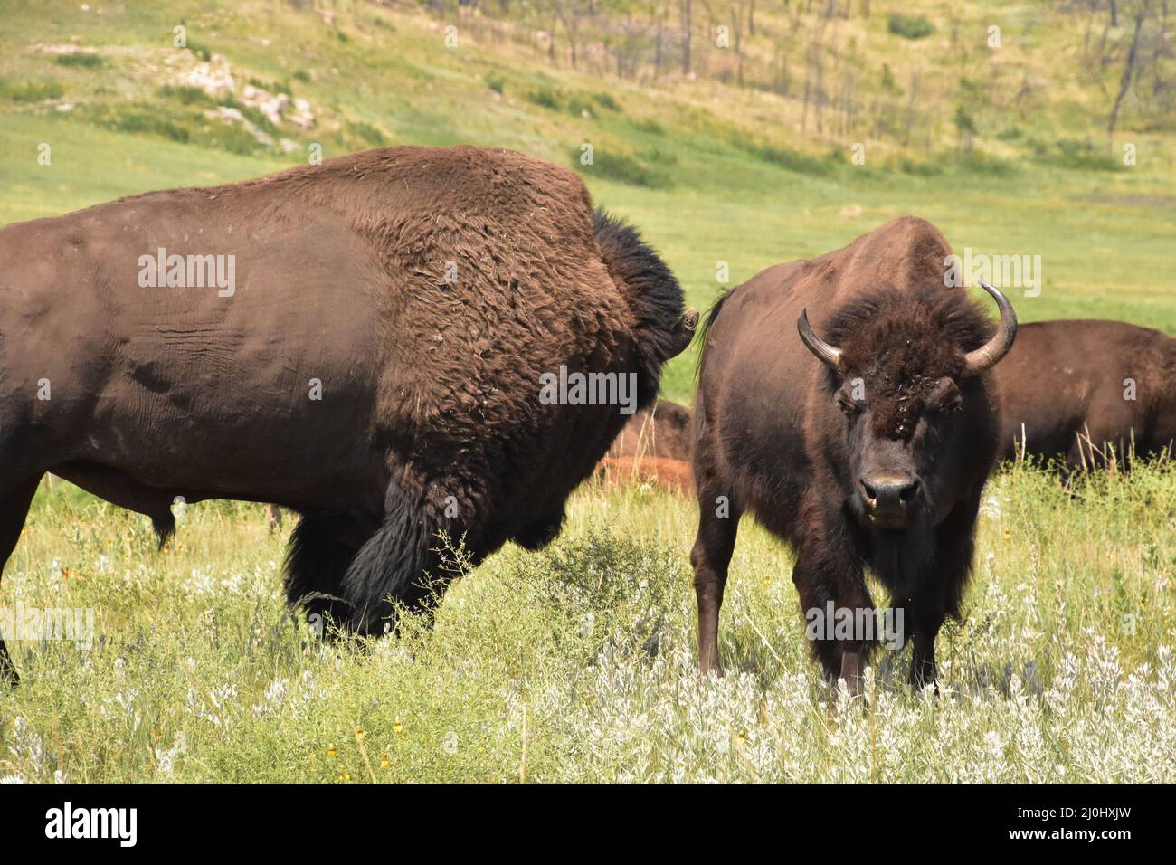 Mating season with a bison buck and a juvenile bison in a field Stock ...