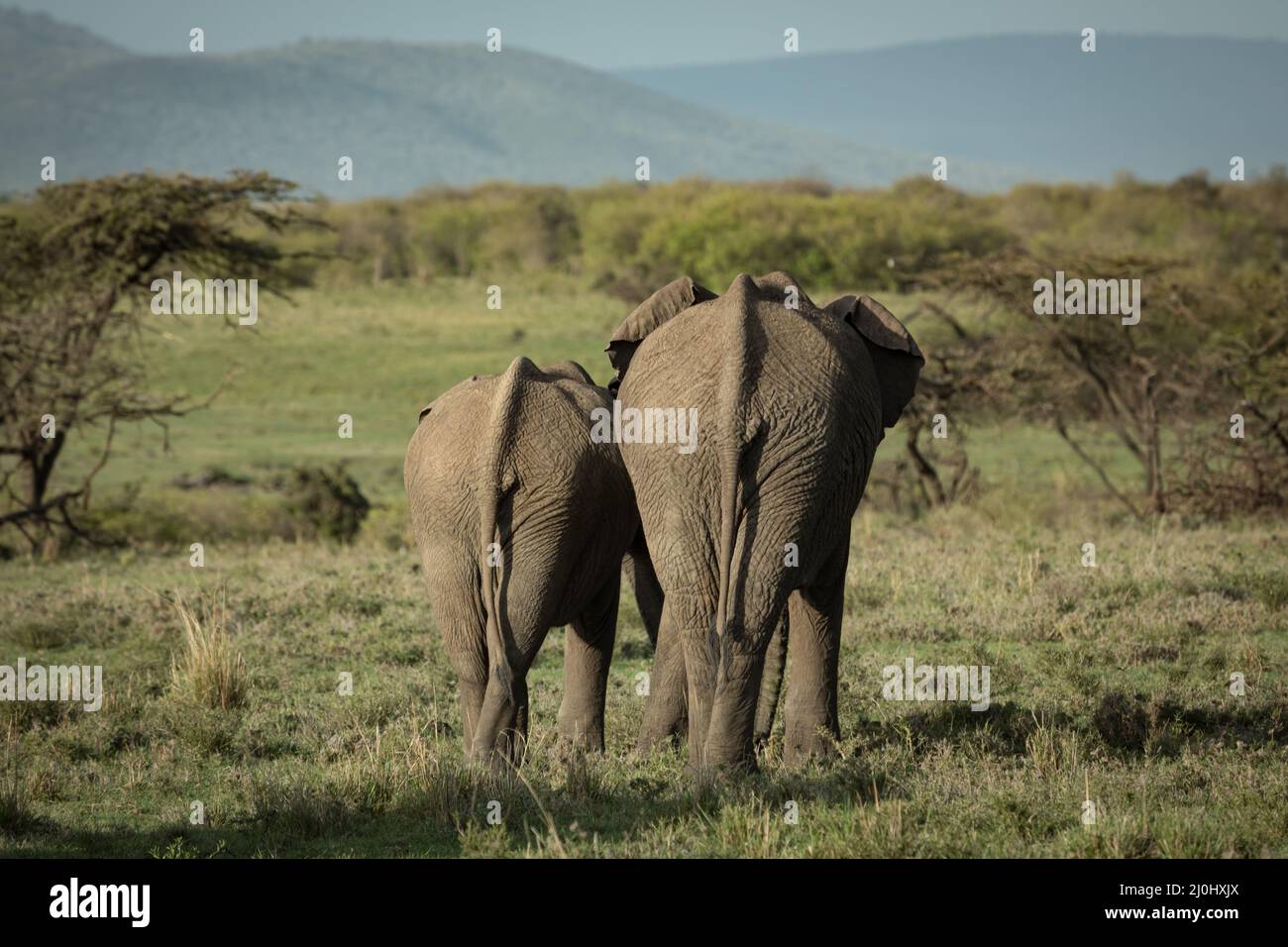 Two elephants on savannah hi-res stock photography and images - Alamy