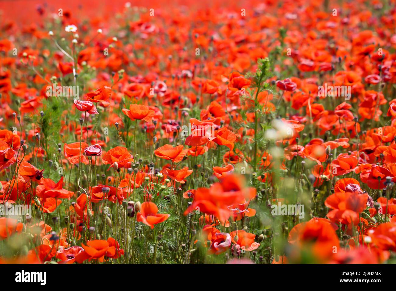 Lavender and poppies hi-res stock photography and images - Alamy