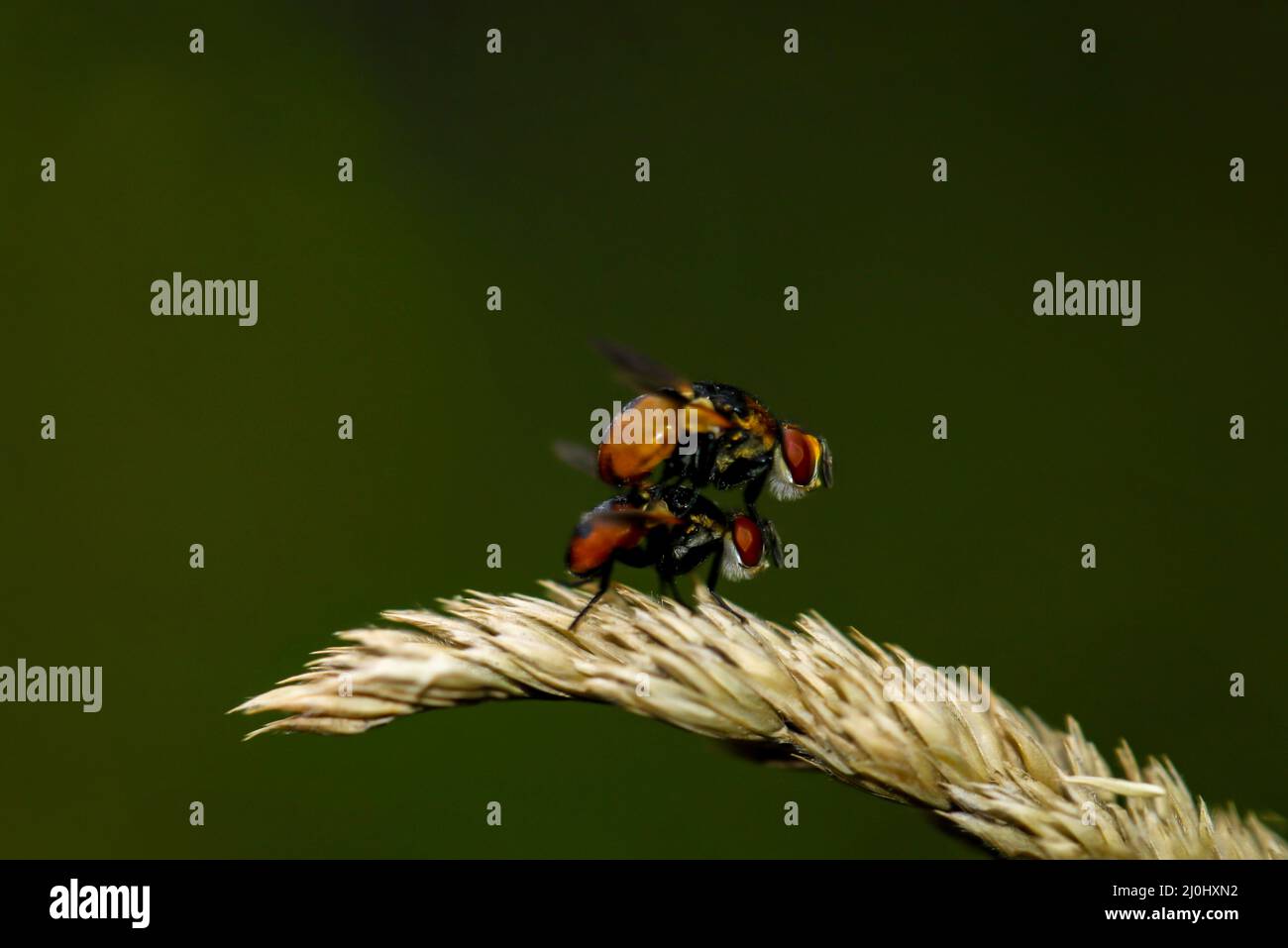 Two flies mating on a blade of grass Stock Photo - Alamy