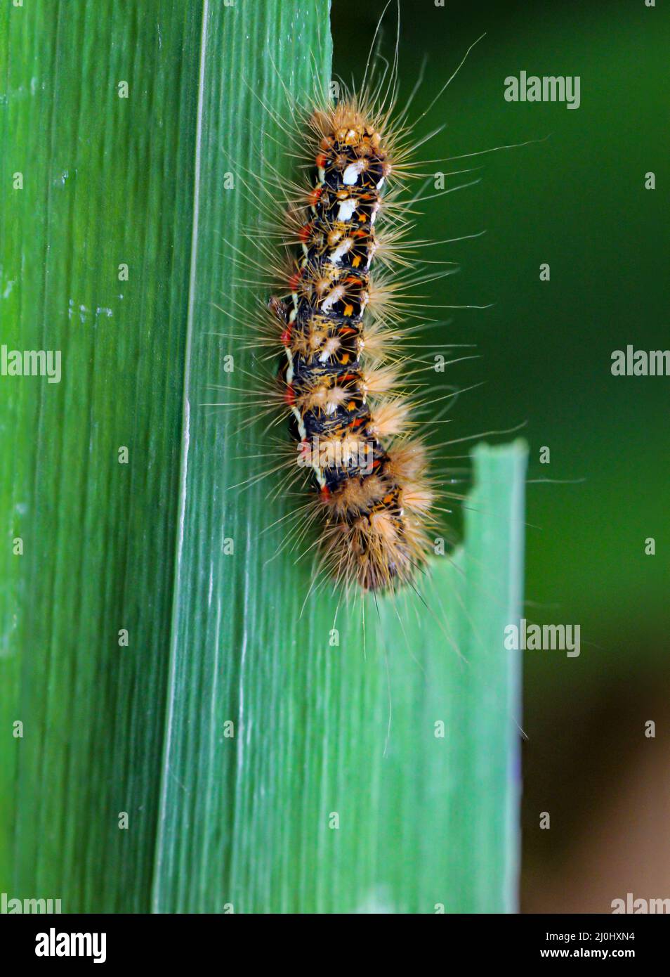 The butterfly caterpillar of a Goldafters, moth Stock Photo - Alamy