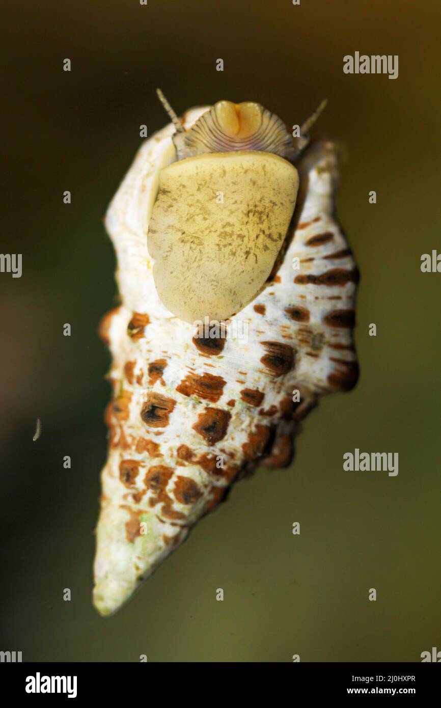 A sand conifer snail, Cerithium caeruleum, in a saltwater aquarium ...