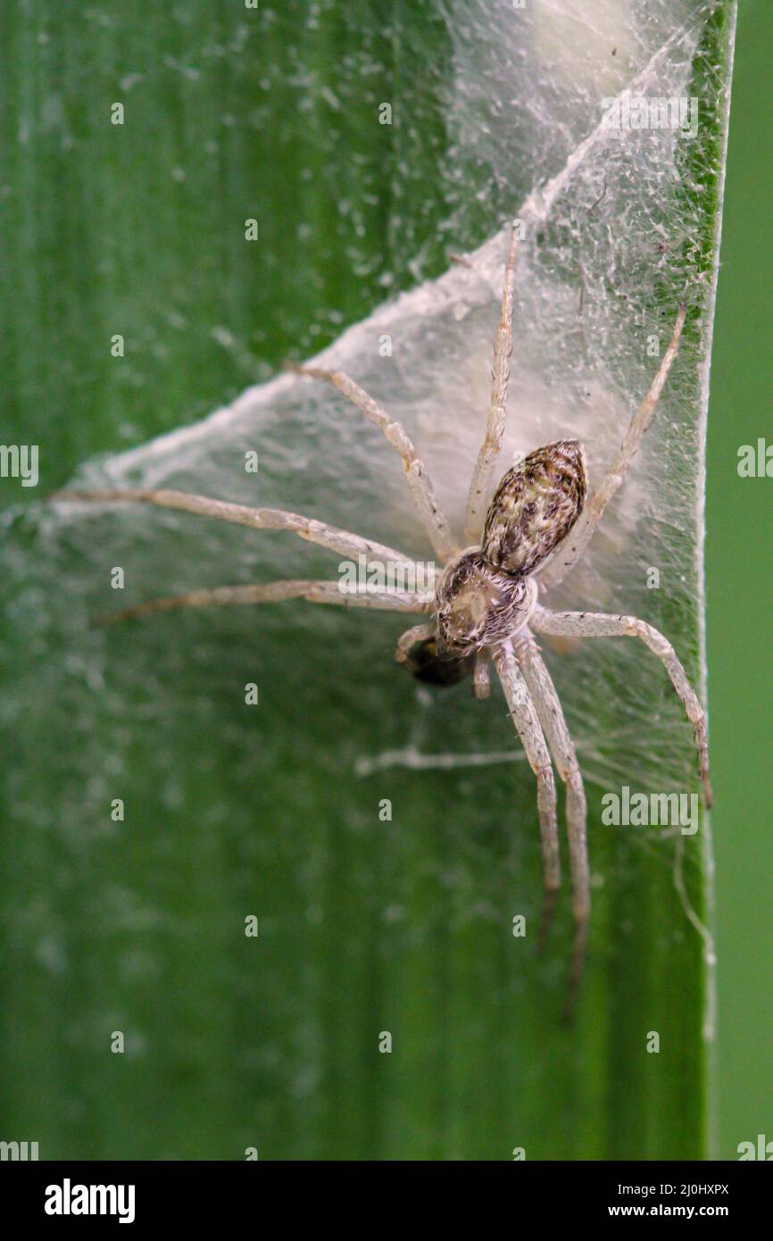 Curled leg hi-res stock photography and images - Alamy