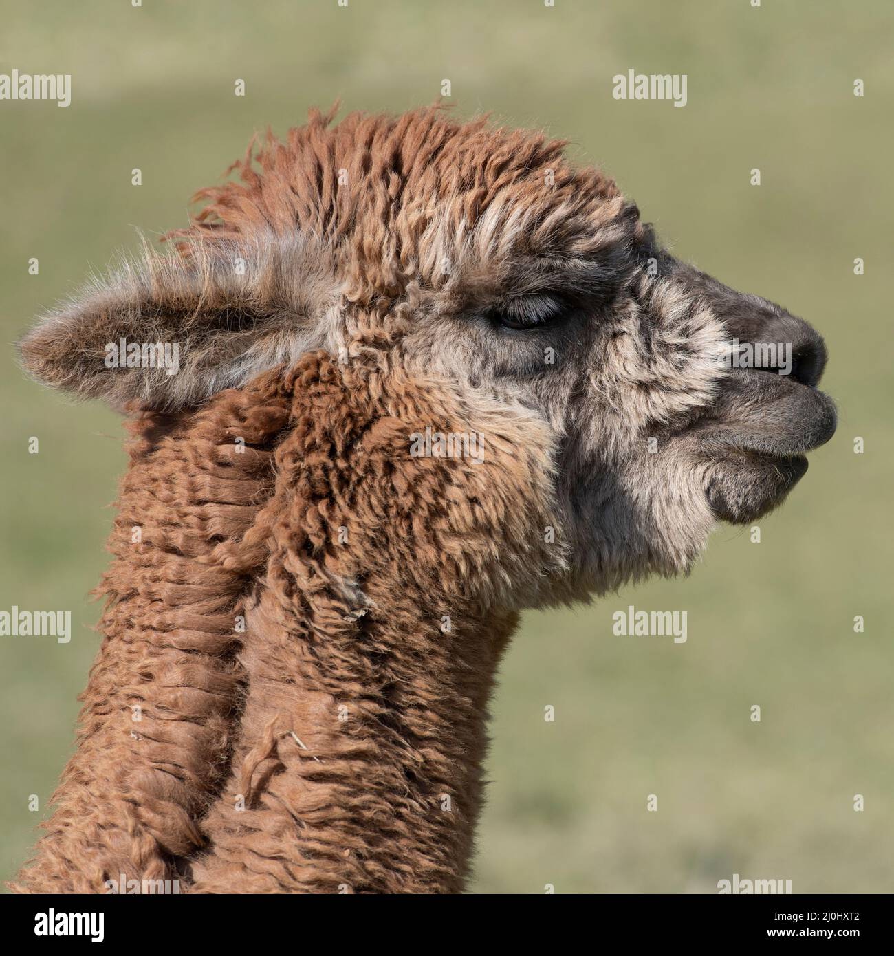 Alpaca looking back hi-res stock photography and images - Alamy