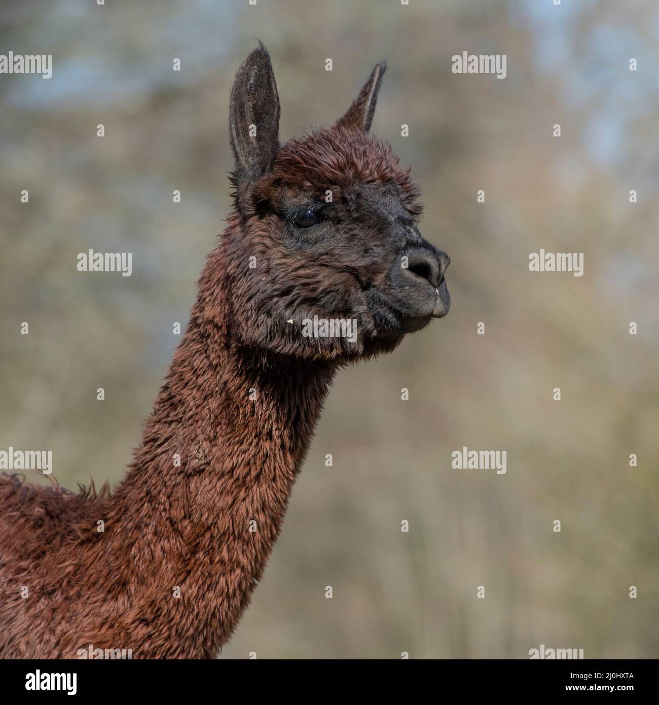 Alpaca background hi-res stock photography and images - Alamy
