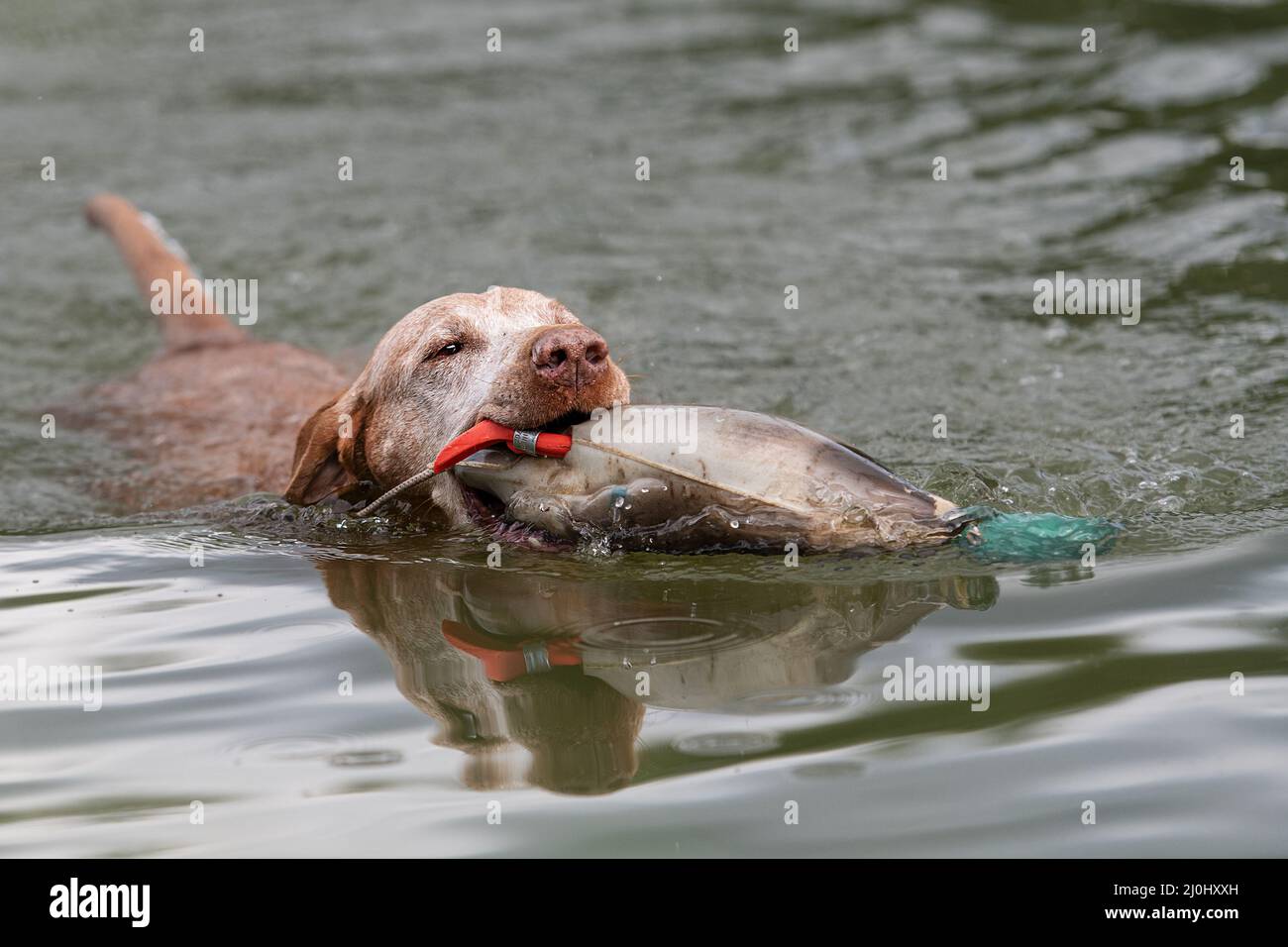 Entendummy hi-res stock photography and images - Alamy