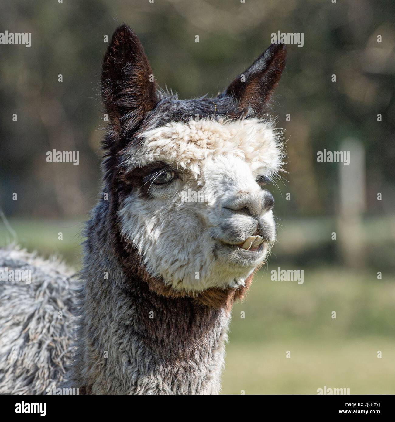 Close up alpaca hi-res stock photography and images - Alamy