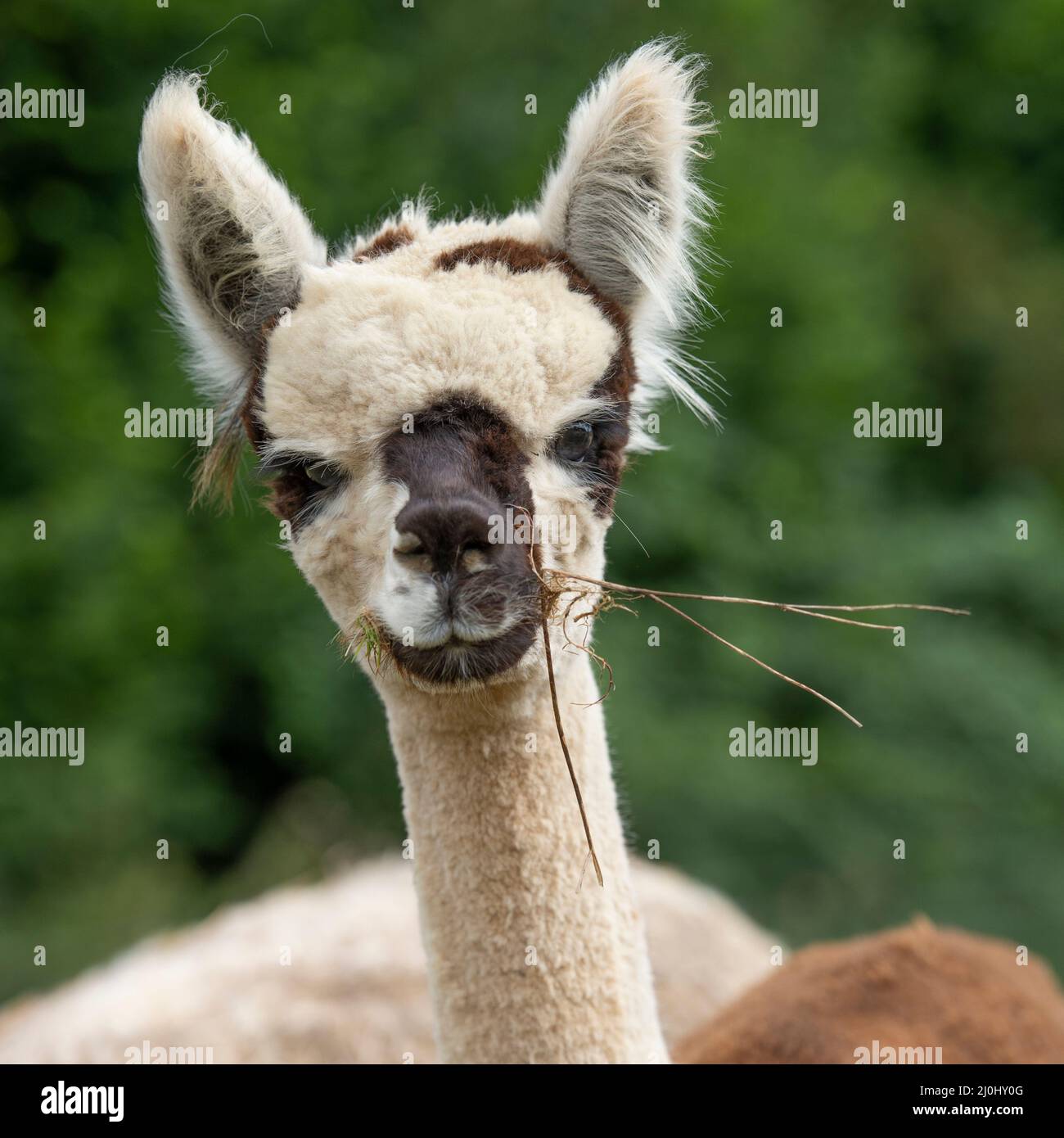 Comical alpaca hi-res stock photography and images - Alamy