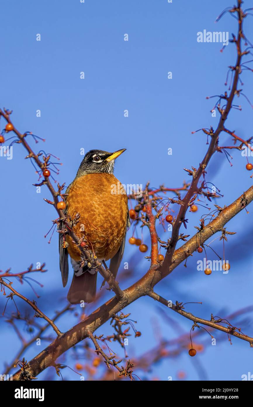Robin in tree hi-res stock photography and images - Alamy