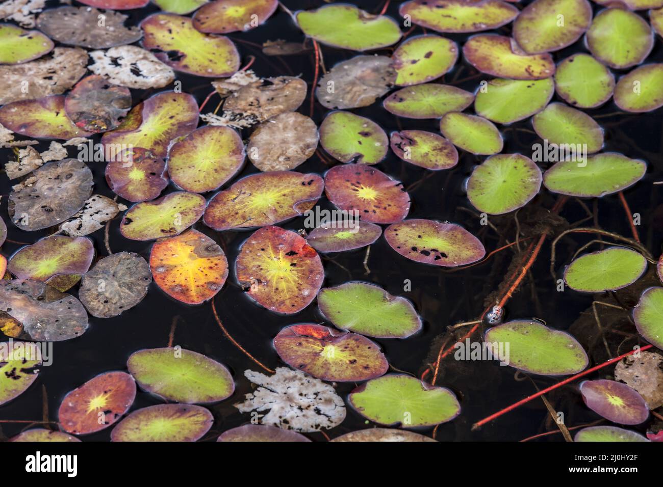 Floating leaves hi-res stock photography and images - Alamy