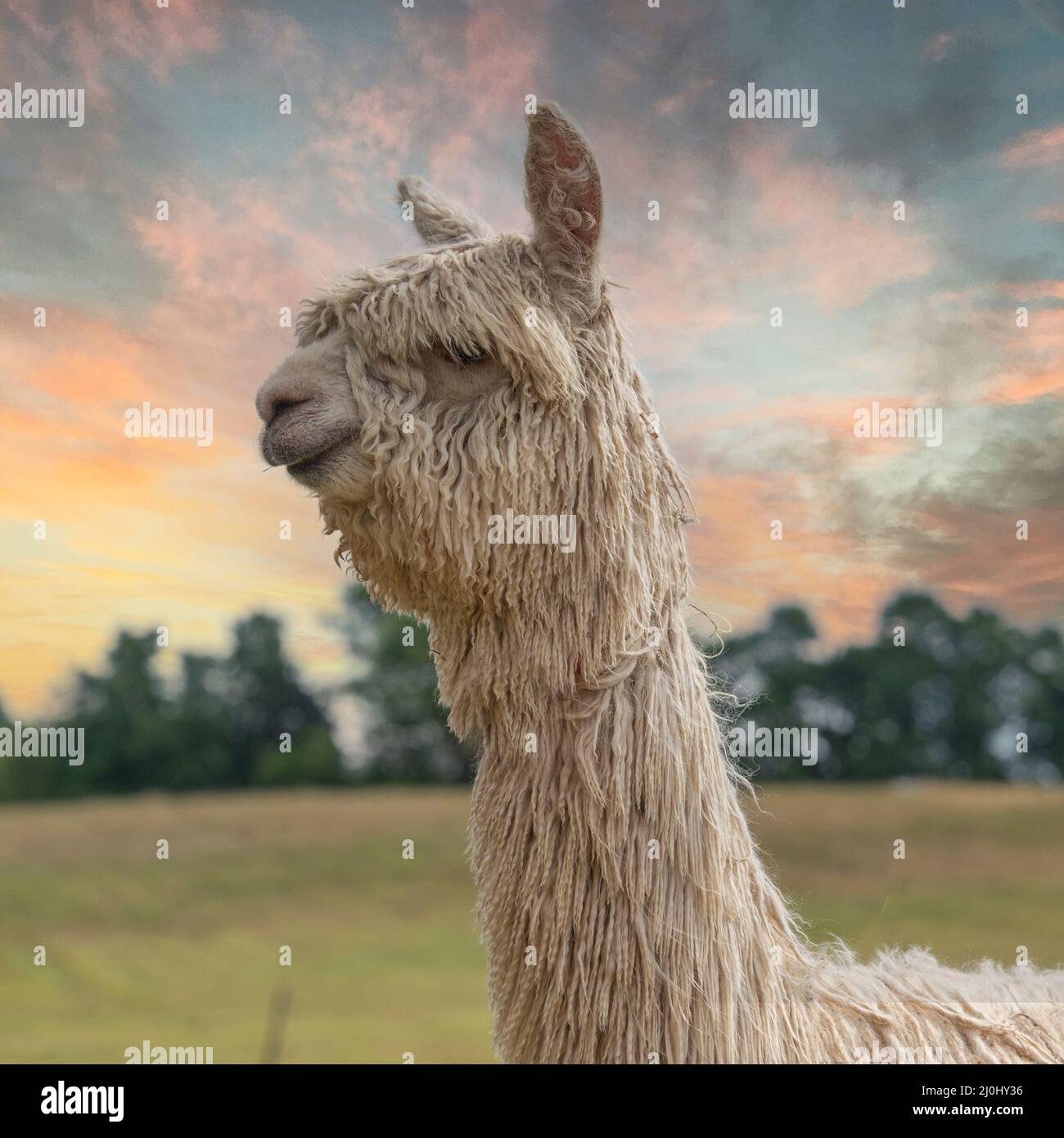 Suri Alpaca Outline