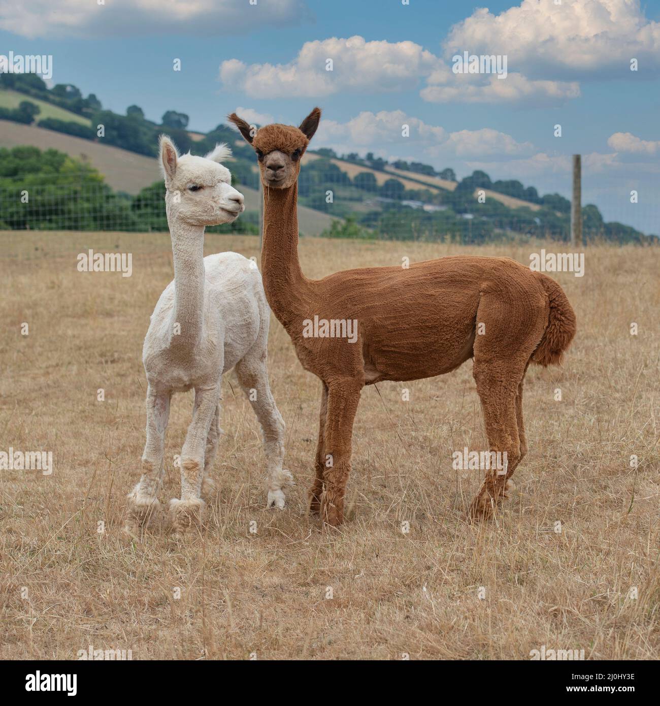 Two alpacas hi-res stock photography and images - Alamy