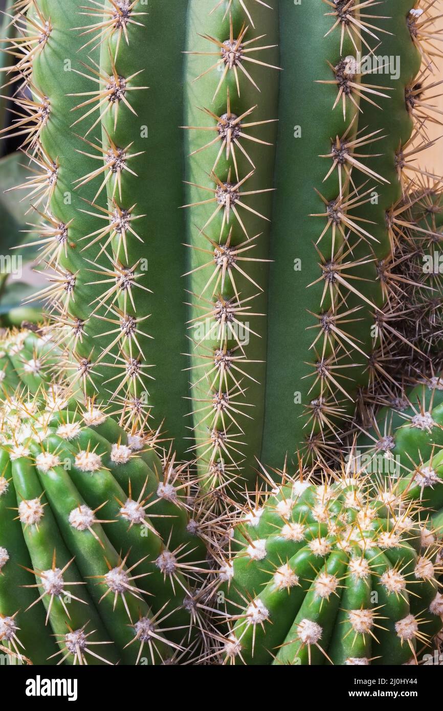 Hybrid Cacti - Cactus Stock Photo - Alamy