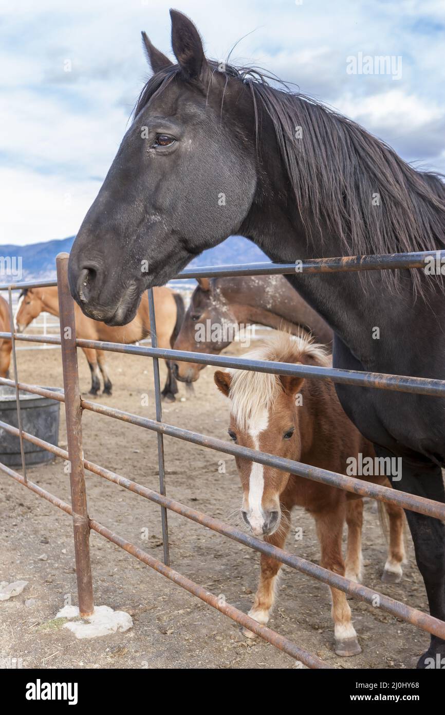 Adult horse hi-res stock photography and images - Alamy