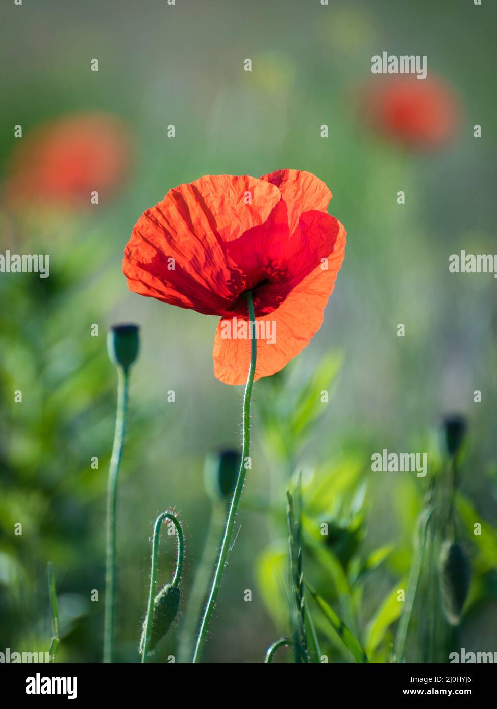Lush poppy hi-res stock photography and images - Alamy