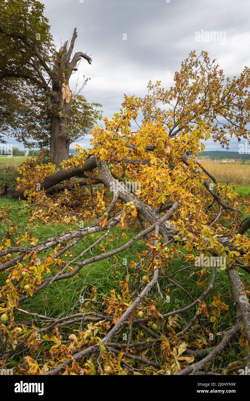 Chestnut oak tree hi-res stock photography and images - Alamy