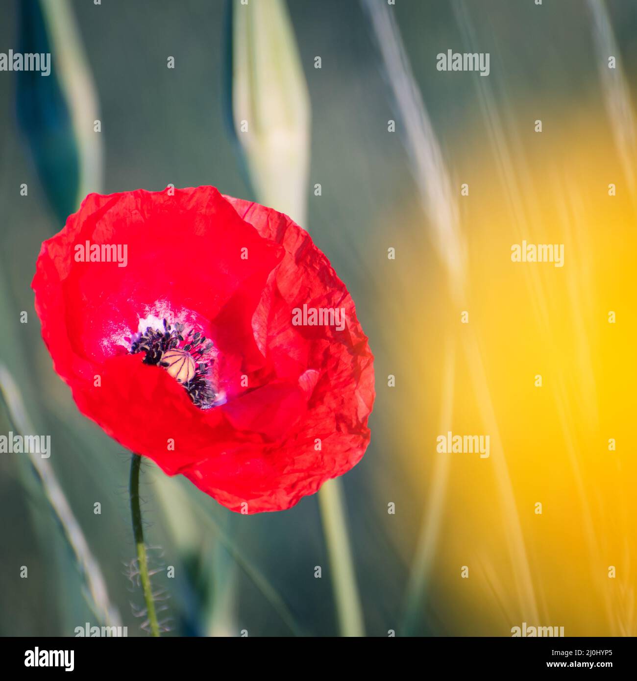 Farm poppy hi-res stock photography and images - Alamy