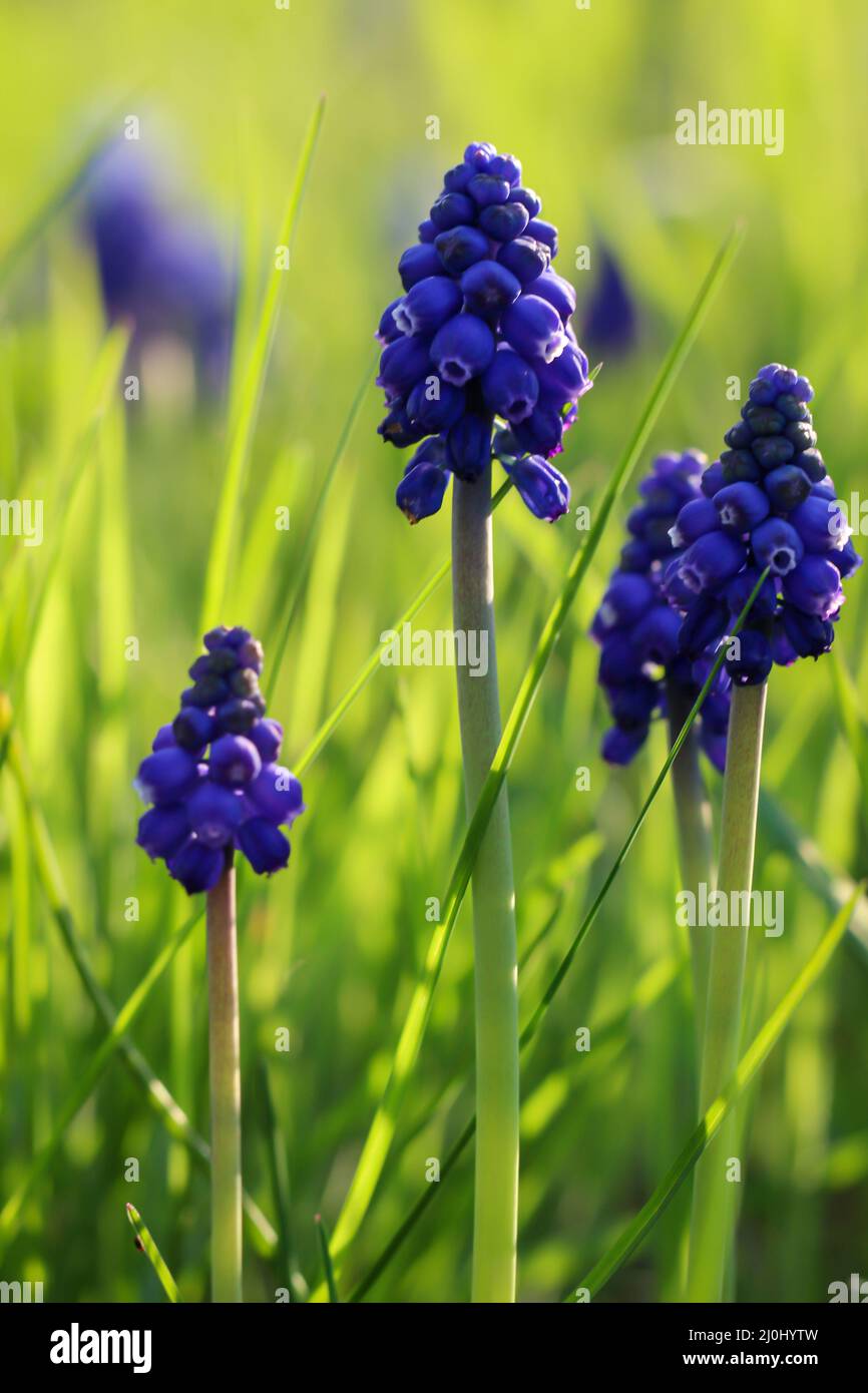 Miniature hyacinth hi-res stock photography and images - Alamy