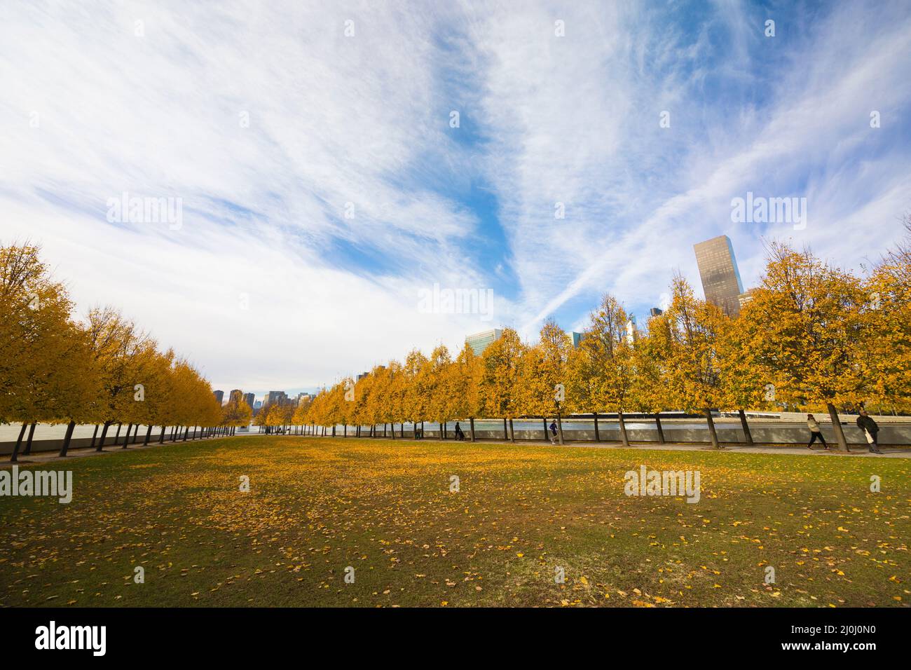 Midtown Manhattan skyscraper stands behind rows of autumnal leaf color ...