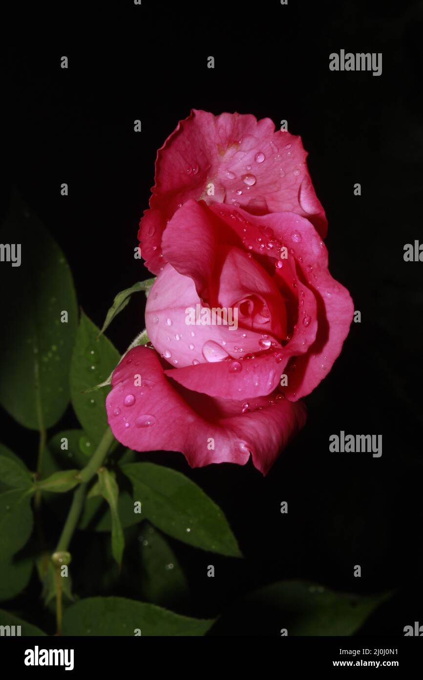 Beautiful Pink Rose Flowers With Black Background