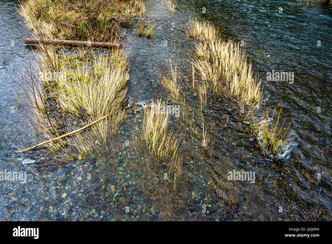 Grass grows in the shallow of the Green River in Washington State Stock ...