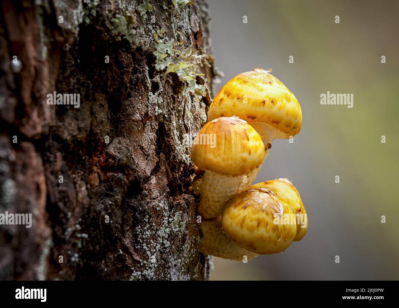 Cling to tree hi-res stock photography and images - Alamy
