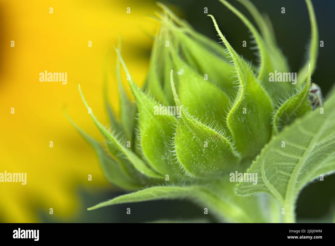 Beautiful green sunflower bud hi-res stock photography and images - Alamy