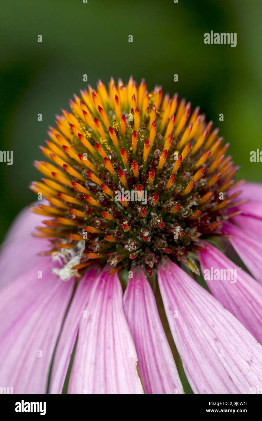 Large coneflower hi-res stock photography and images - Alamy