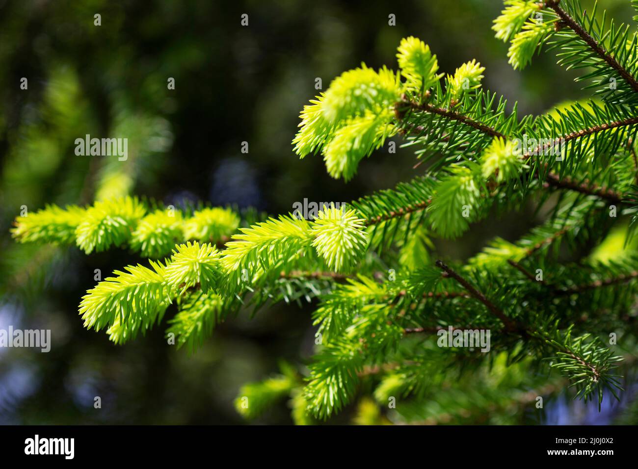Spruce branches with young sprouts in the park. Ecological concept ...