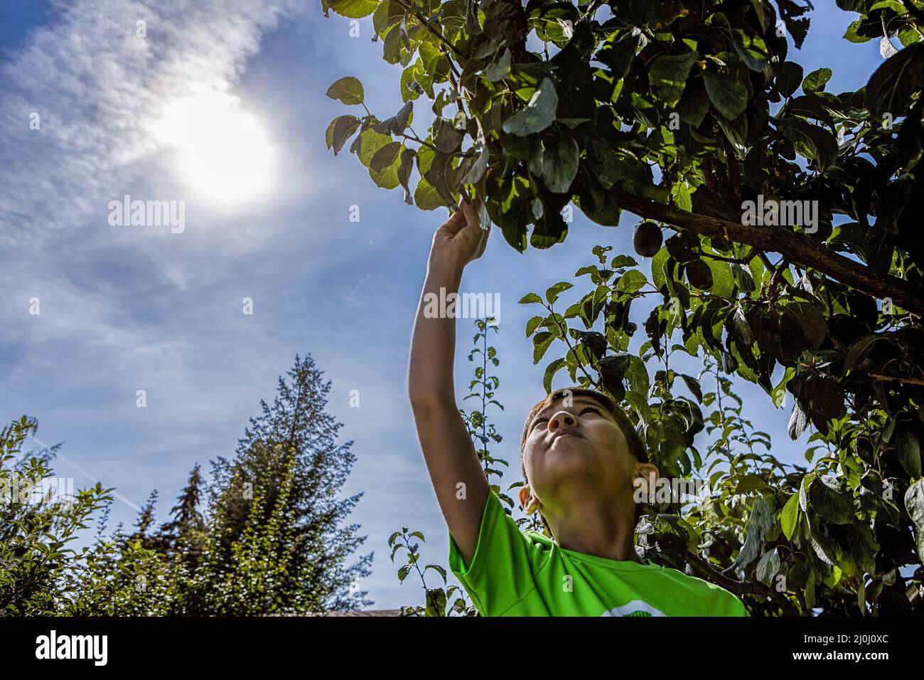 Hot plum hi-res stock photography and images - Alamy