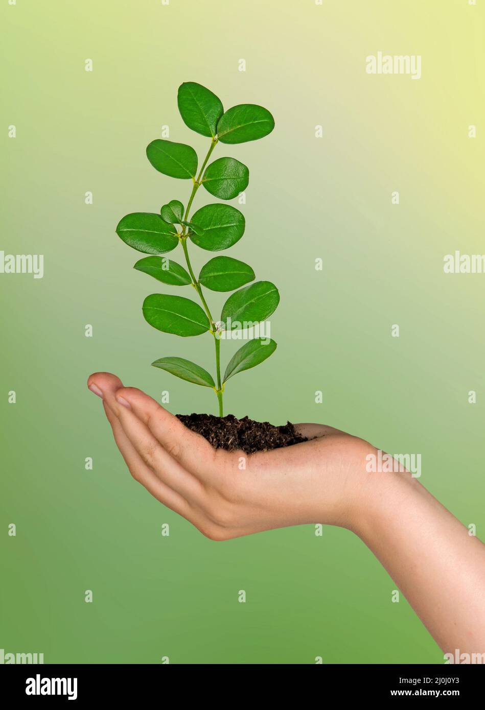 Close up of Sapling in hand Stock Photo - Alamy