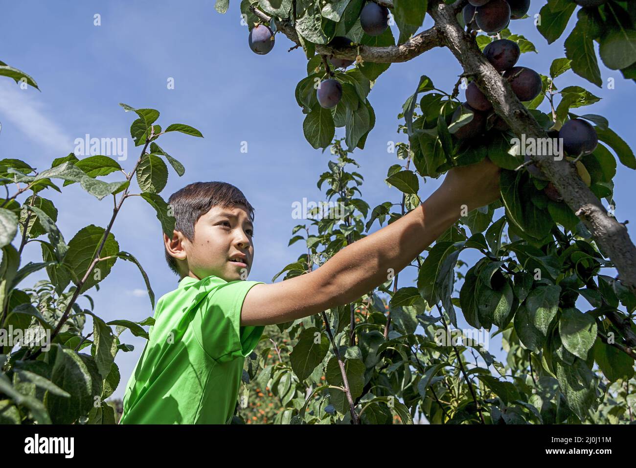 Person picking plums hi-res stock photography and images - Alamy