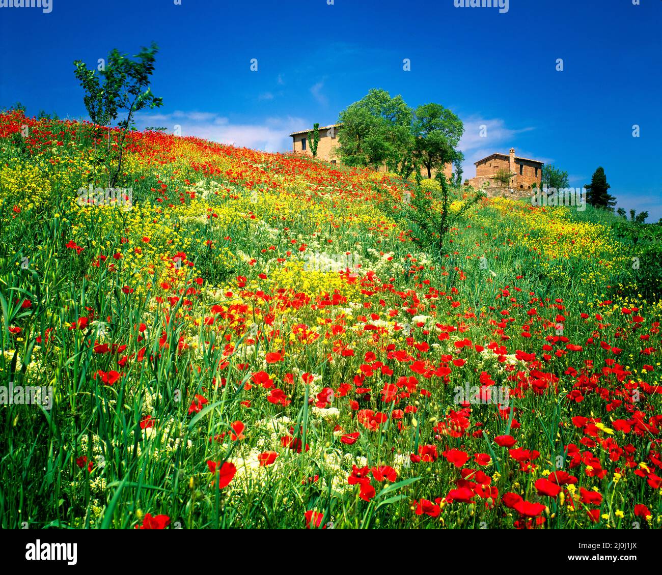Typical italian field hi-res stock photography and images - Alamy