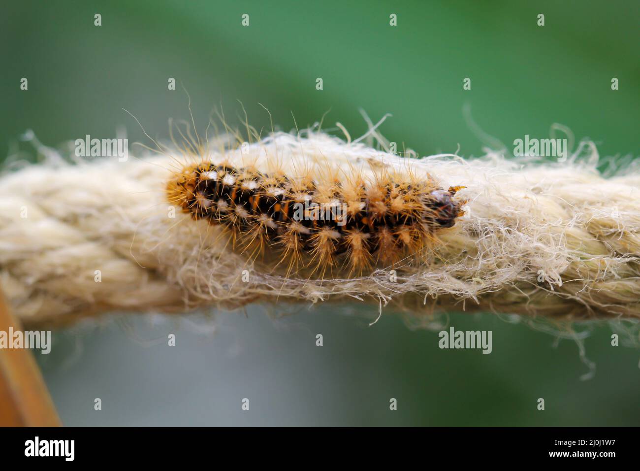 Larva pupates hi-res stock photography and images - Alamy