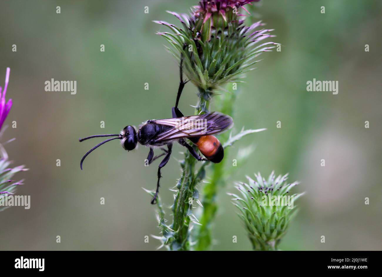 Fly insect killer hi-res stock photography and images - Alamy
