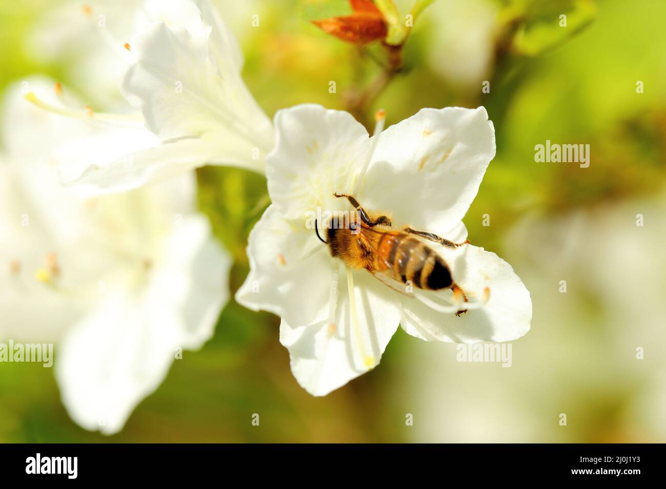 Honey bee on flower Stock Photo - Alamy