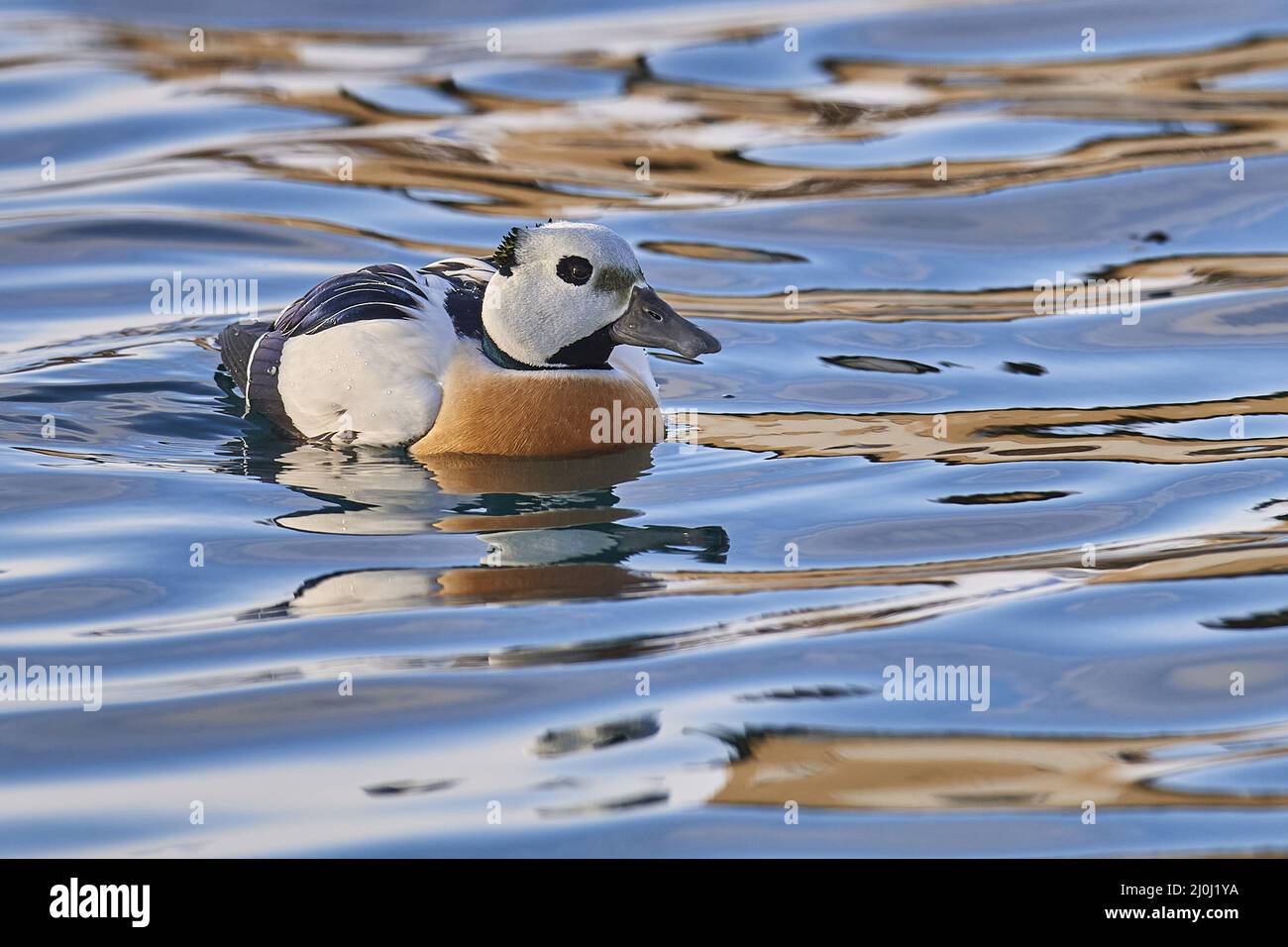 Pinto duck hi-res stock photography and images - Alamy