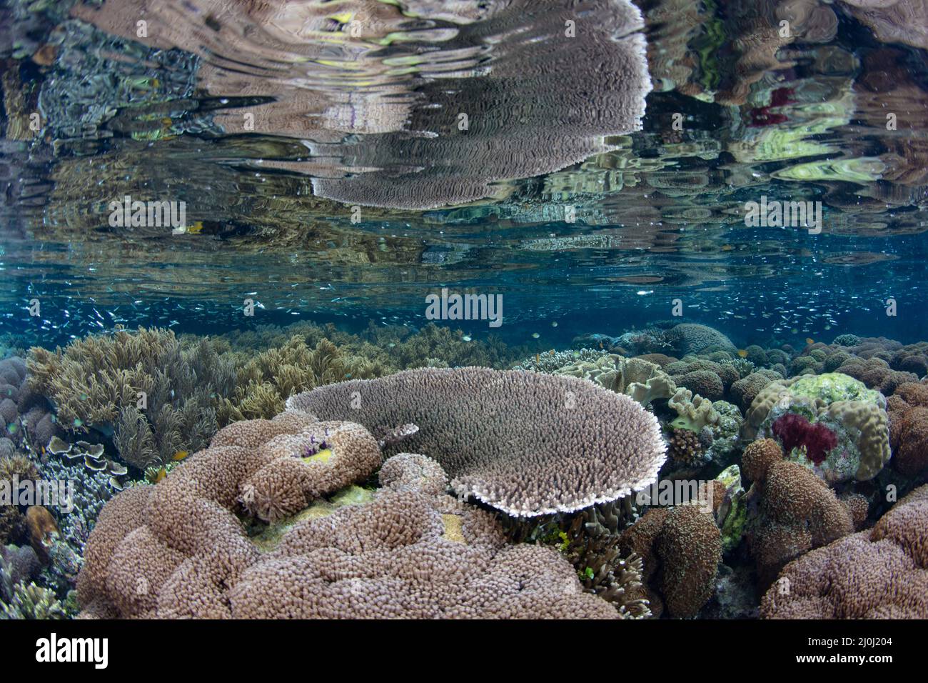Fragile coral colonies thrive along the edge of an island in Raja Ampat ...